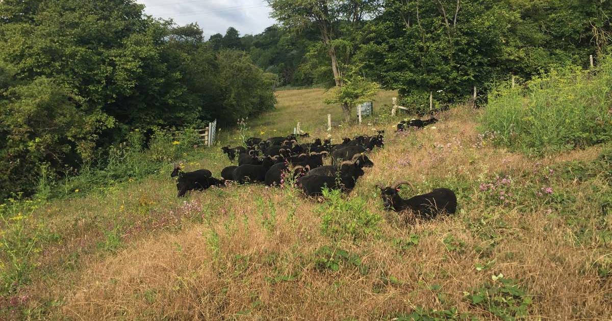 A Flock of Sheep and Community Partnership | Agg-Net